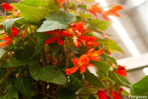18 Best Begonia Varieties And Types To Grow Florgeous