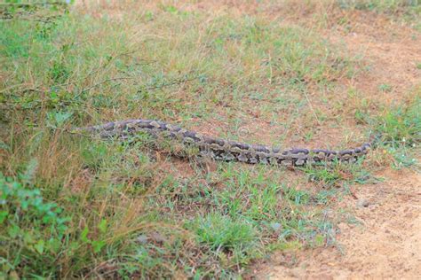 Python Molurus Stock Image Image Of Savanna Tropics