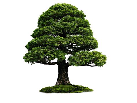 Large Tree With Grass Png Image Download Bonsai Tree Bonsai Tree