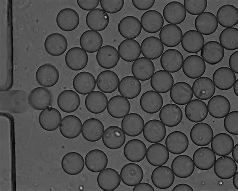 Why Loads Of Cells Escape Encapsulation During Microfludics Droplets