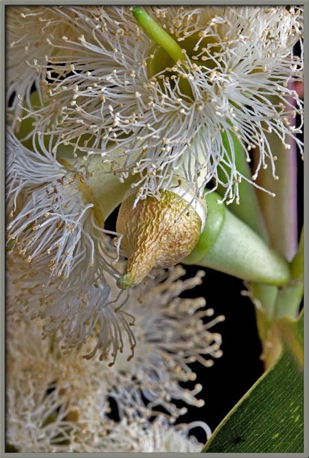 A Close Up View Of The Eucalyptus Tree Flowers