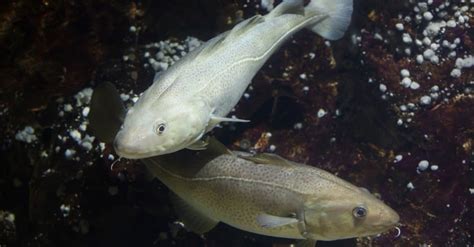 Codfish Fish Facts Gadus Spp A Z Animals