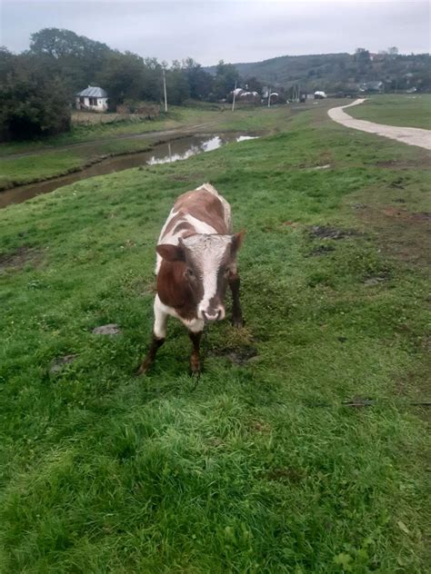 Продам телят