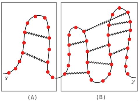 Rna Secondary Structures Download Scientific Diagram