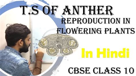 T S Of Anther Reproduction In Flowering Plants Class 12 Biology Youtube