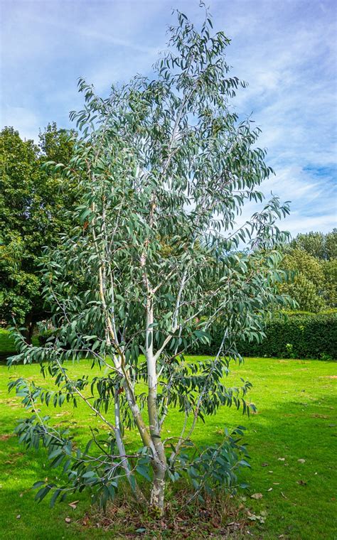 Eucalyptus University Of Salford