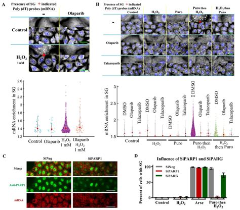 After Polysome Destabilization By Puromycin Parp1 Activation Triggers