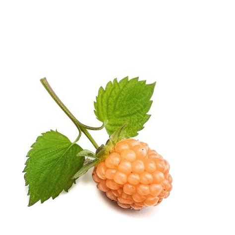 Premium Photo A Small Raspberry And A Small Sprig Of Mint