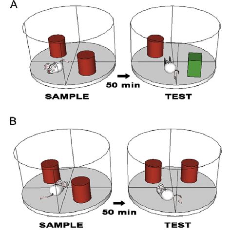 Diagrams Of The Experimental Designs For Object Recognition And Spatial Download Scientific