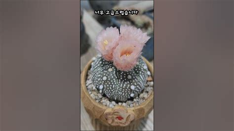 투구선인장 꽃 난생 처음 보았습니다 Shorts Youtube