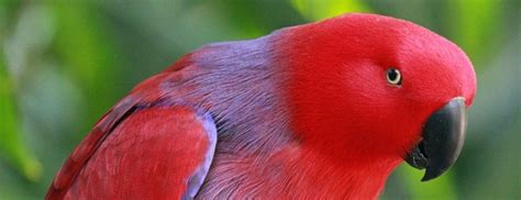 Can We Manipulate With Parrot Sex Ratio Parrots Daily News