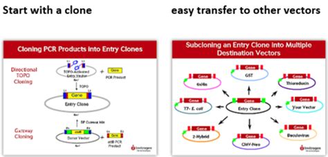 Network Flashcards Quizlet