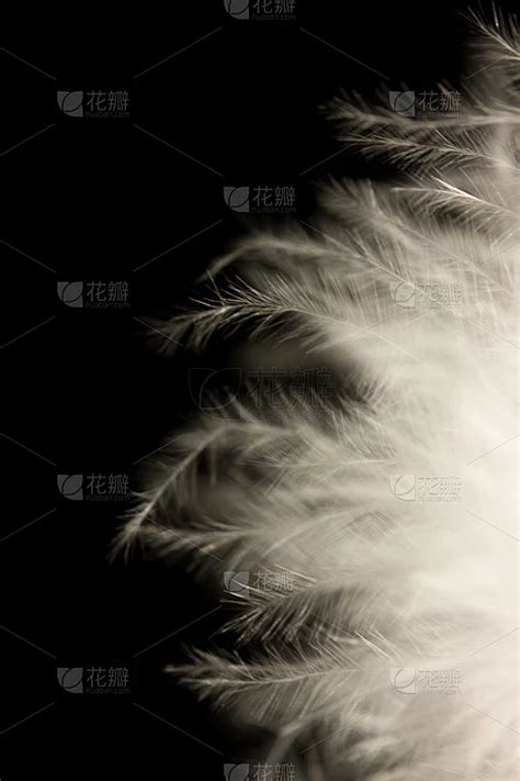 白色 翎毛 垂直画幅 美 无人 轻的 女性特质 时尚 黑色 脆弱素材 花瓣网