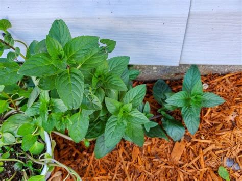 4 Plants To Keep Mice From Invading Your Yard And Home The Practical Planter