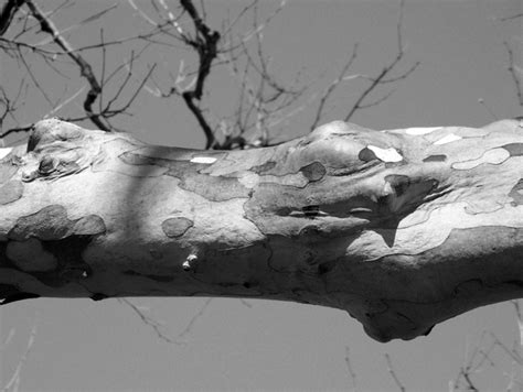Tree Limb Photos In Format Free And Easy Download Unlimit Id 195142