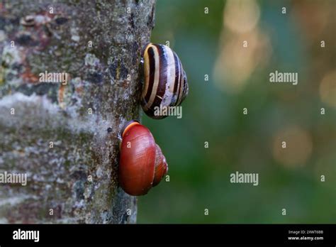 Polymorphism Two Grove Snails With Completely Different Colored Shells