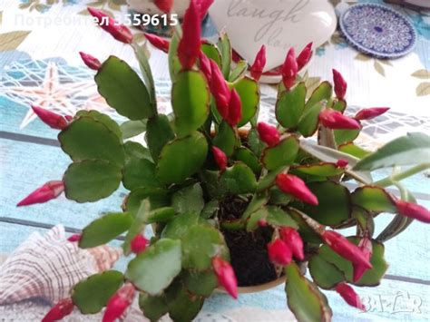 красиво цвете в саксия в Стайни растения в гр Варна Id40524957 Bazar Bg