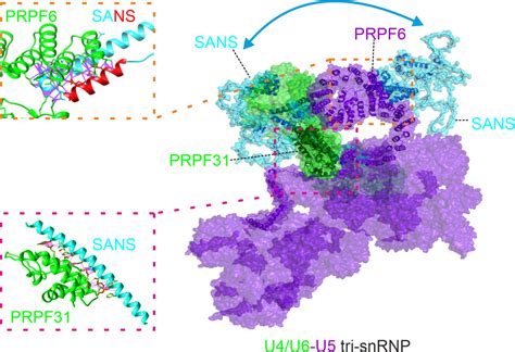 Pathogenic Variants In Ush1g Sans Alter The Protein Interaction With The Pre Rna Processing