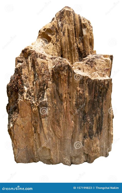 Stone Tree Fossil Brown Color On Isolated Stock Image Image Of
