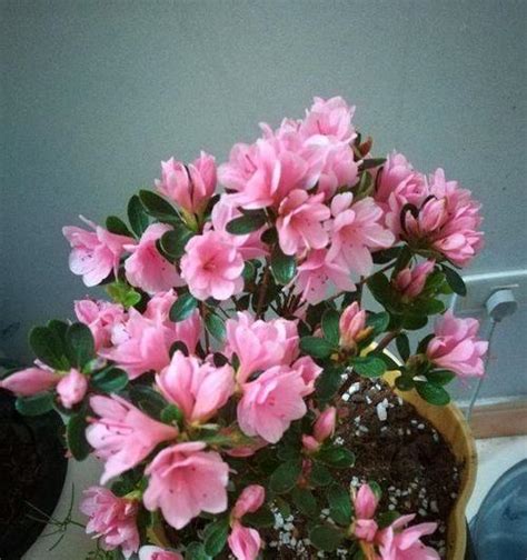 如何让杜鹃花开花解决杜鹃花不开花的10个实用技巧 室内盘栽 繁趣花卉网