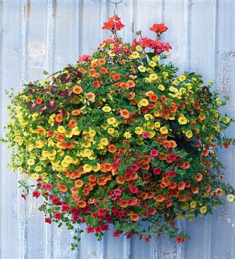 Best Hanging Plants For Evening Sun At Karima Parker Blog