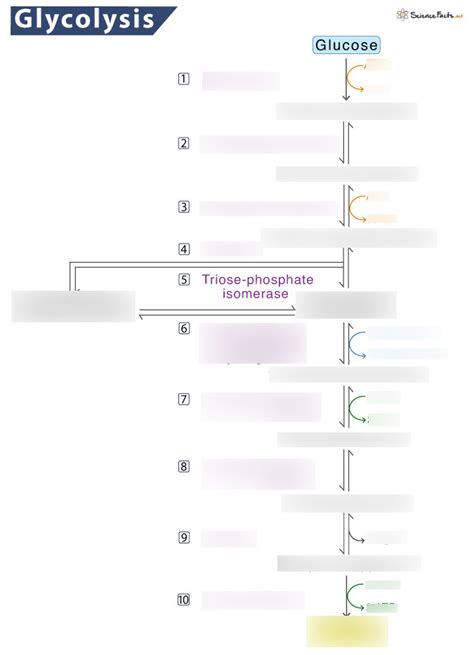 Glycolysis Diagram Quizlet