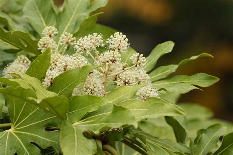 How To Grow And Care For Japanese Aralia