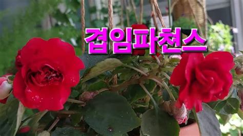 베란다에 불이났어요겹빨강임파쳔스제라늄목마가렛배풍등베고니아향설초라임제라늄 Youtube