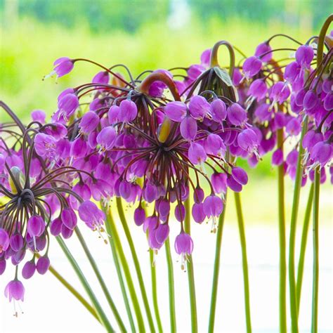 Cernuum Allium Bulbs Buy Online Boston Seeds