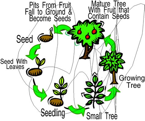 Life Cycle Of A Tree Free Printable