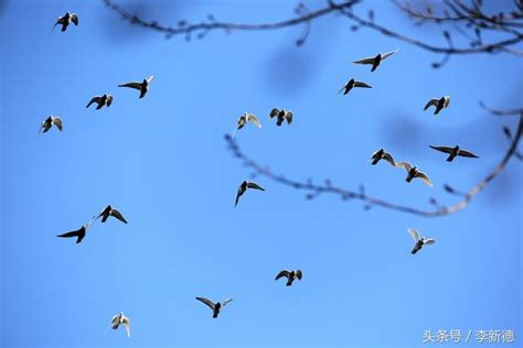 北京北海公園藍天上飛來一群白鴿 每日頭條