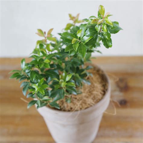 日本进口马醉木植物盆栽苗绿植带根土培树苗鲜切枝条树枝观花 虎窝淘