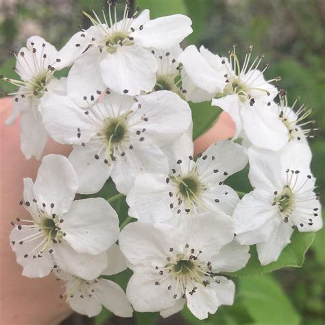 Pin Cherry R Botanicalporn