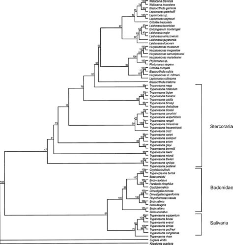 —bayesian Tree Based On Gtr 1 Gamma 1 Proportion Of Invariant Sites