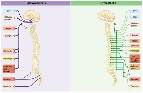 Solved Where Are Ganglia Of The Parasympathetic Division