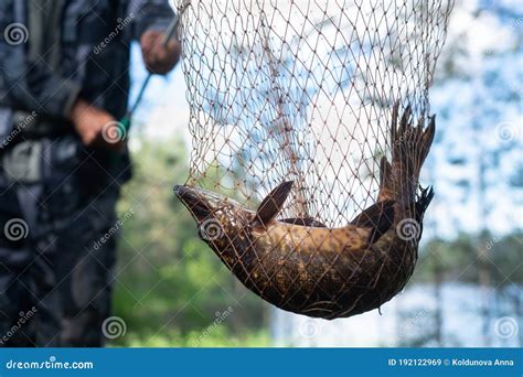 Man Holding A Landing Net With A Pike Stock Image Image Of Catch Leaves 192122969
