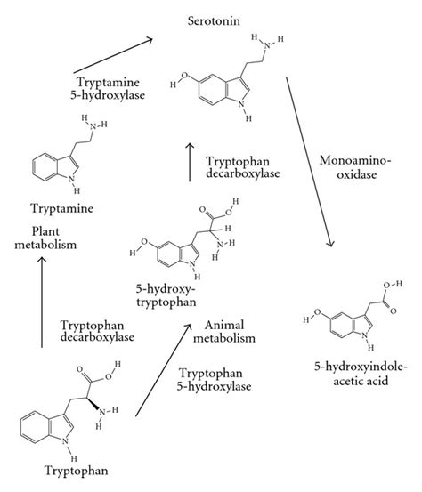 Serotonin Metabolism Tryptophan Is The Precursor For Serotonin Download Scientific Diagram