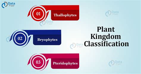 Plant Kingdom Classification And Characteristics DataFlair