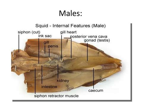 Male Squid Anatomy