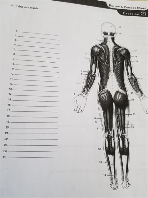 Solved Review And Practice Sheet 5 Label Each Muscle