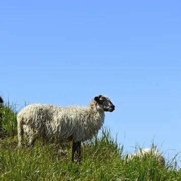 守财不败家的4大生肖女持家有道温柔可爱旺子旺夫旺全家 属相