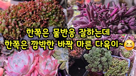 베란다 다육이 열심히 물을 챙겨 주었건만 아직도 바짝 마른 다육이가 있어요 ~ㅋ🌸 약해피해 다육이도 많이 회복되었어요~😆 Youtube