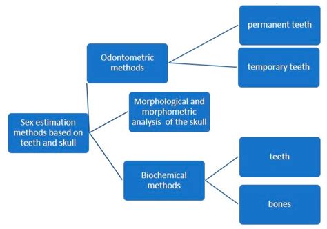 cranial and odontological methods for sex estimation encyclopedia mdpi