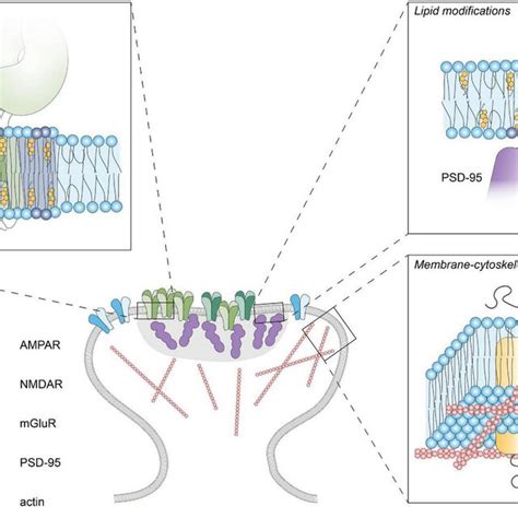 Lipid Protein Interactions Schematic Diagram Of The Different