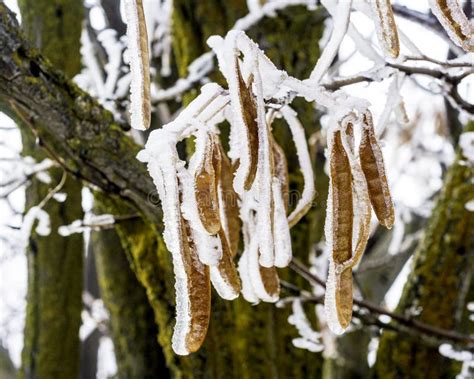 Frosted Dried Seeds On A Tree In Winter Stock Photo Image Of Plants Winter