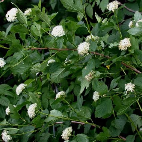 10 Native Shrubs For Pennsylvania Gardens Pond Informer