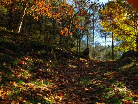 무료 이미지 경치 황야 분기 햇빛 가을 시즌 단풍 나무 스페인 낙엽 갈리시아 폰테 베 드라 파이 사제