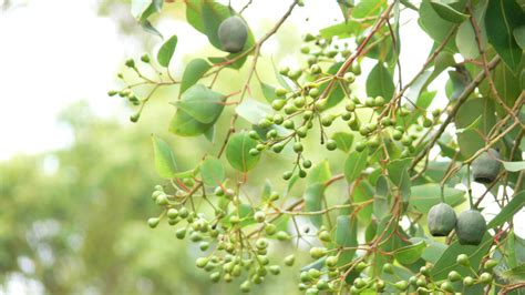 Gumnuts By Michaeldebevec On Deviantart