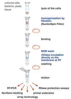 Eliminate Genomic DNA Contamination With NucleoSpin RNA