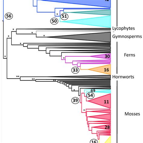 Lineage Through Time Plot Lineage Through Time Ltt Plot For Download Scientific Diagram